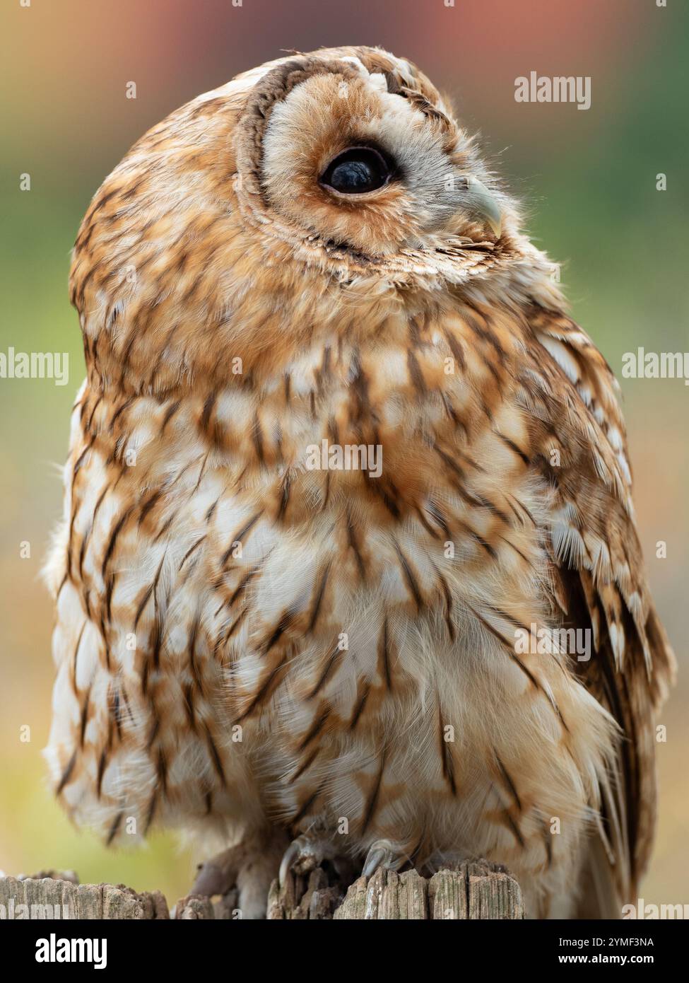 Tawny owl in a tree, Bristol woodland UK [ Strix Aluco ] Stock Photo ...