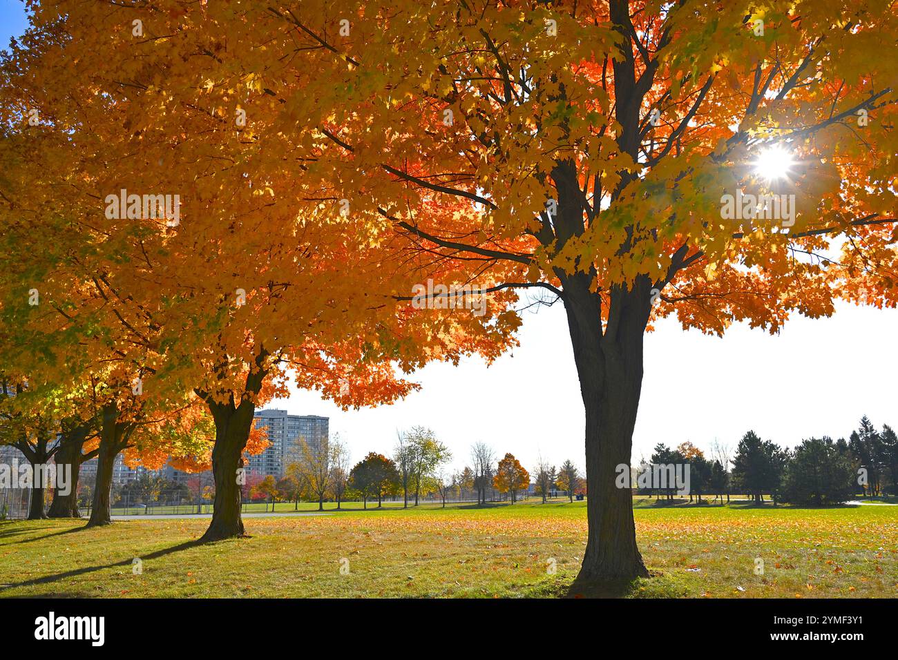 Low angle view maple trees hi-res stock photography and images - Alamy