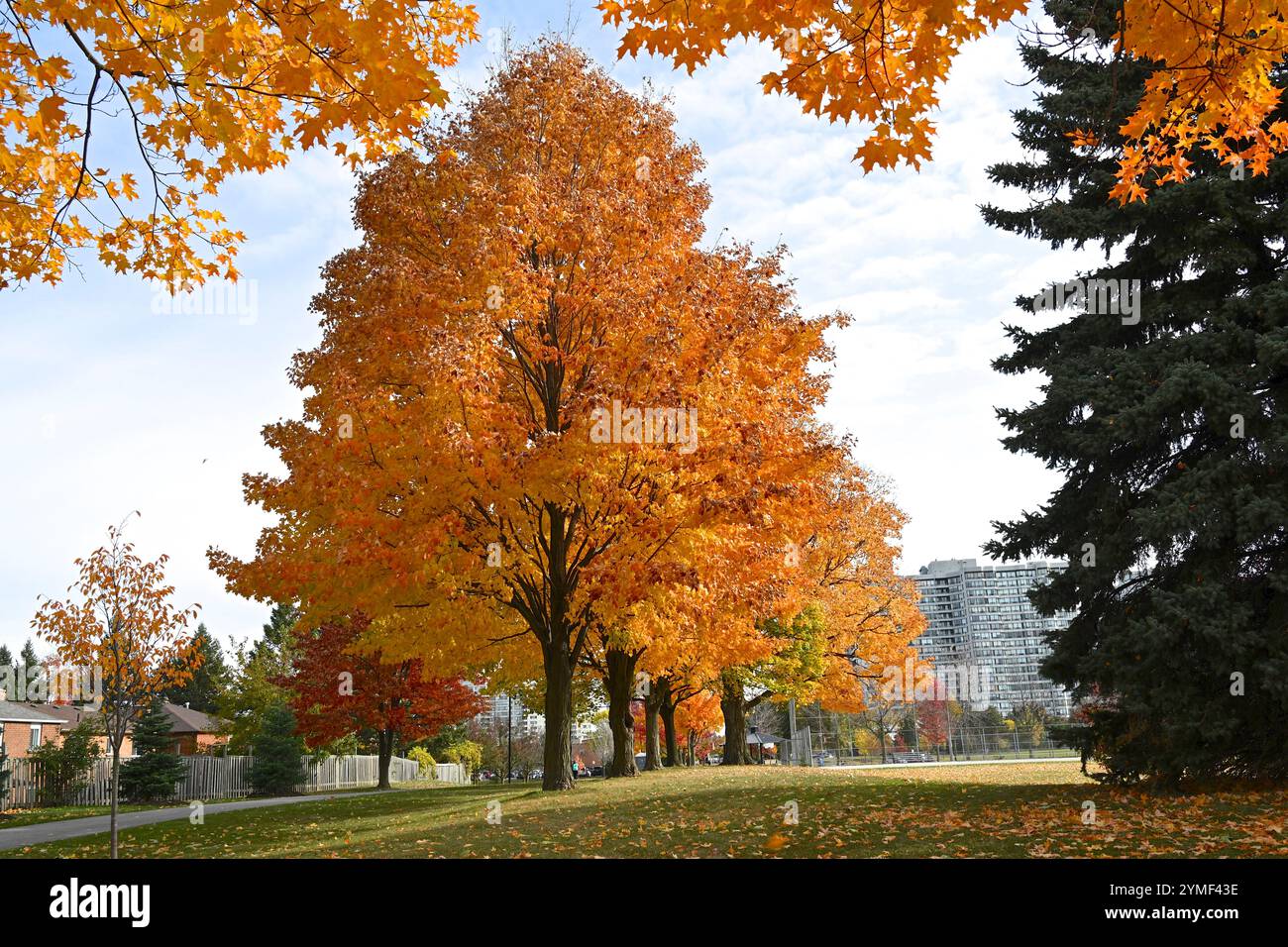 Autumn leaf colour in a public park Stock Photo - Alamy