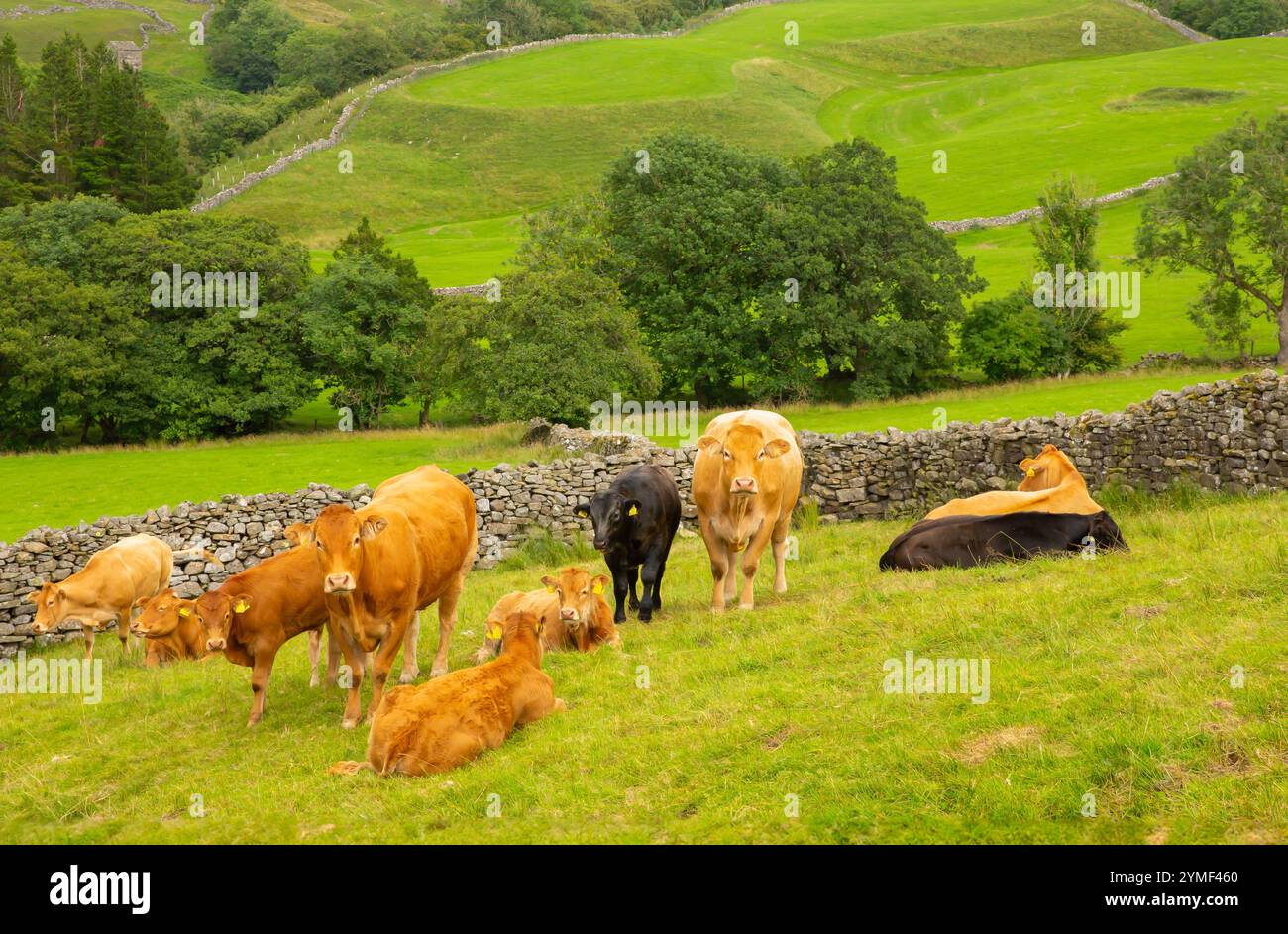 Take care calves hi-res stock photography and images - Alamy