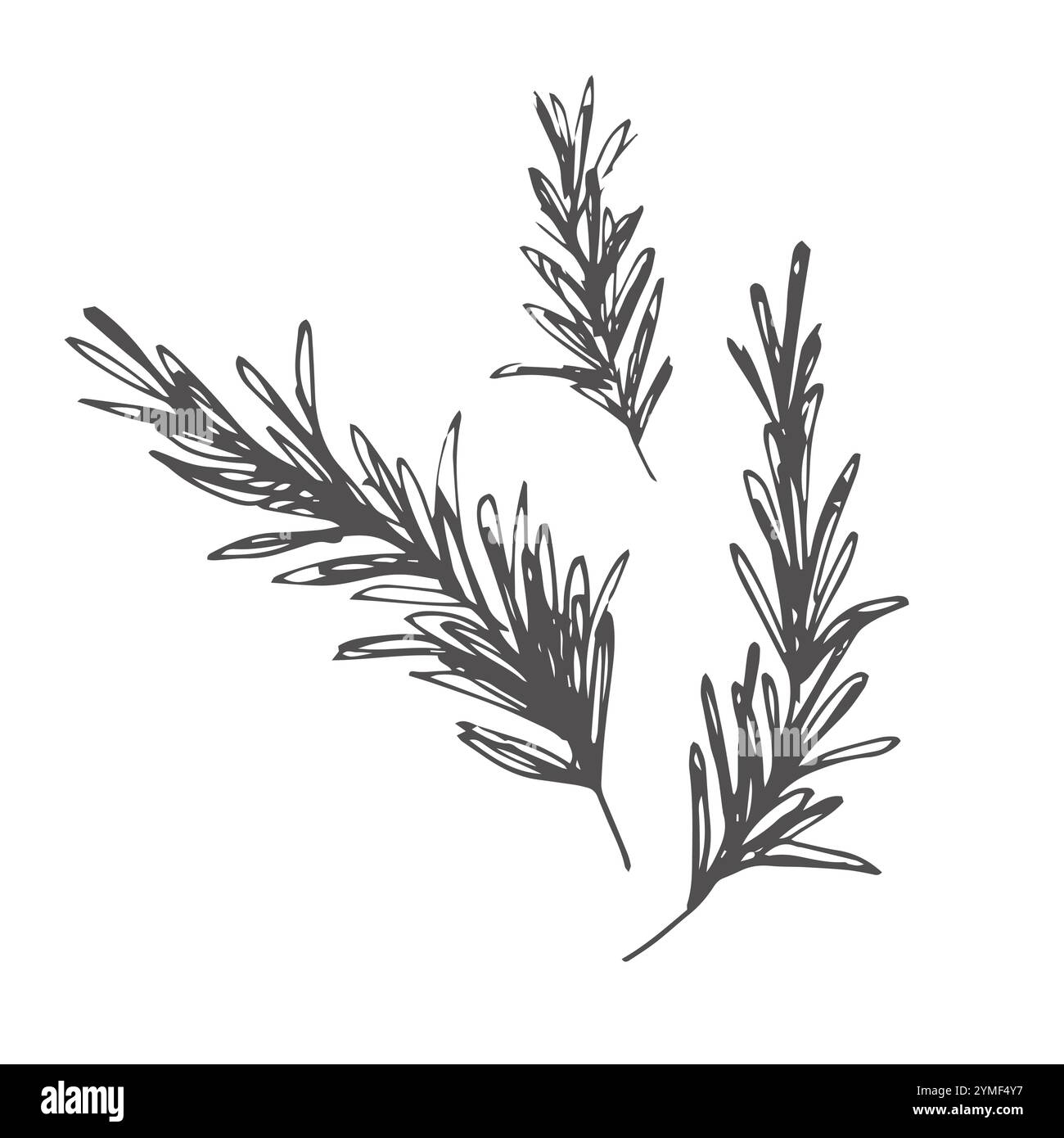 rosemary doodle icon, vector illustration Stock Vector Image & Art - Alamy