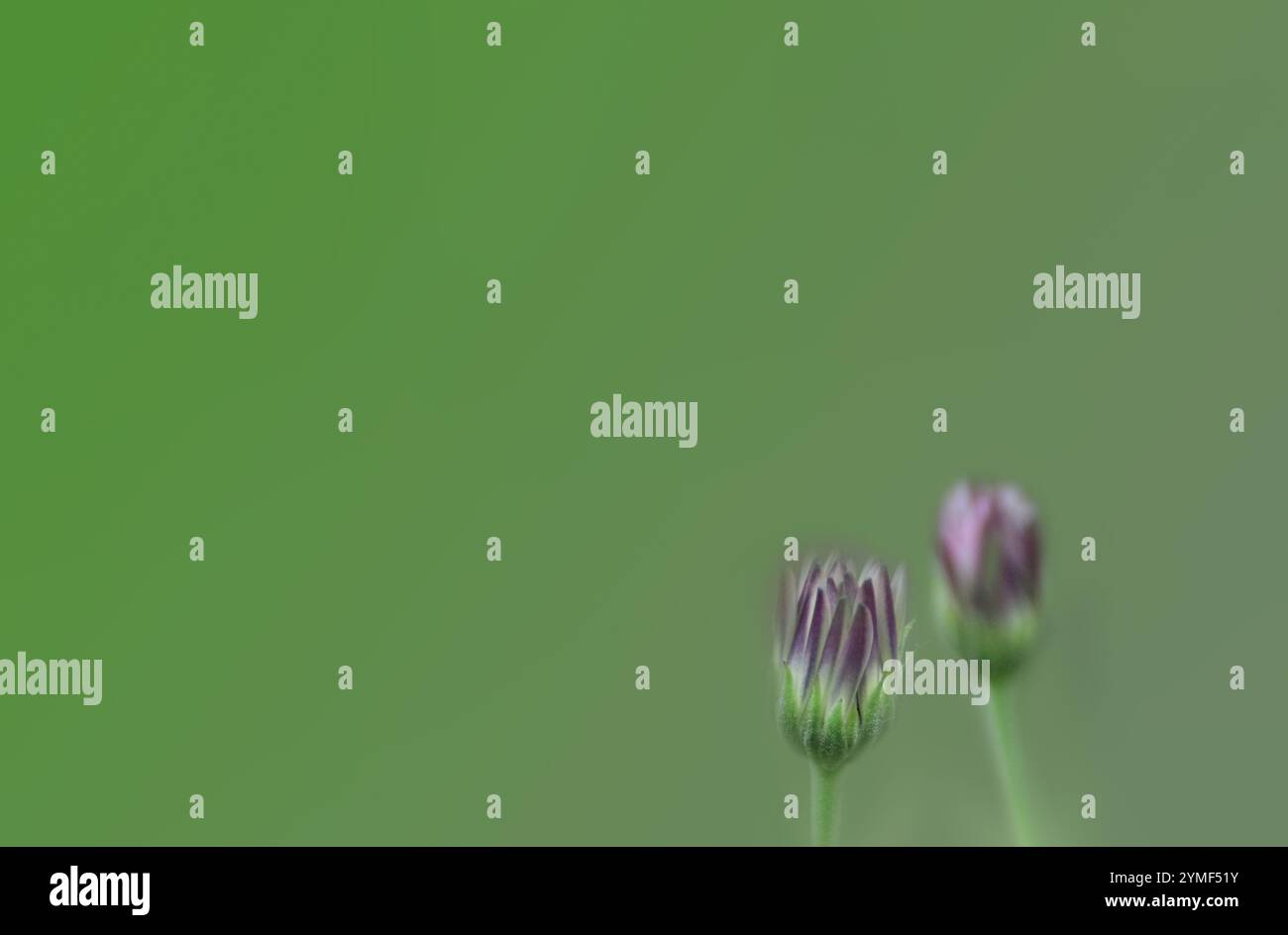 Minimal depth of field hi-res stock photography and images - Alamy