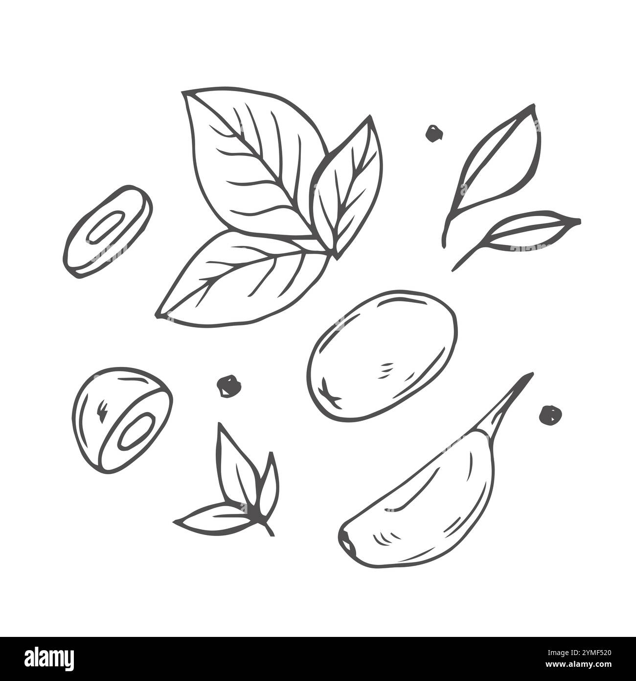 Vector illustration Set of herbs leaf hand drawn sketch, culinary herbs ...