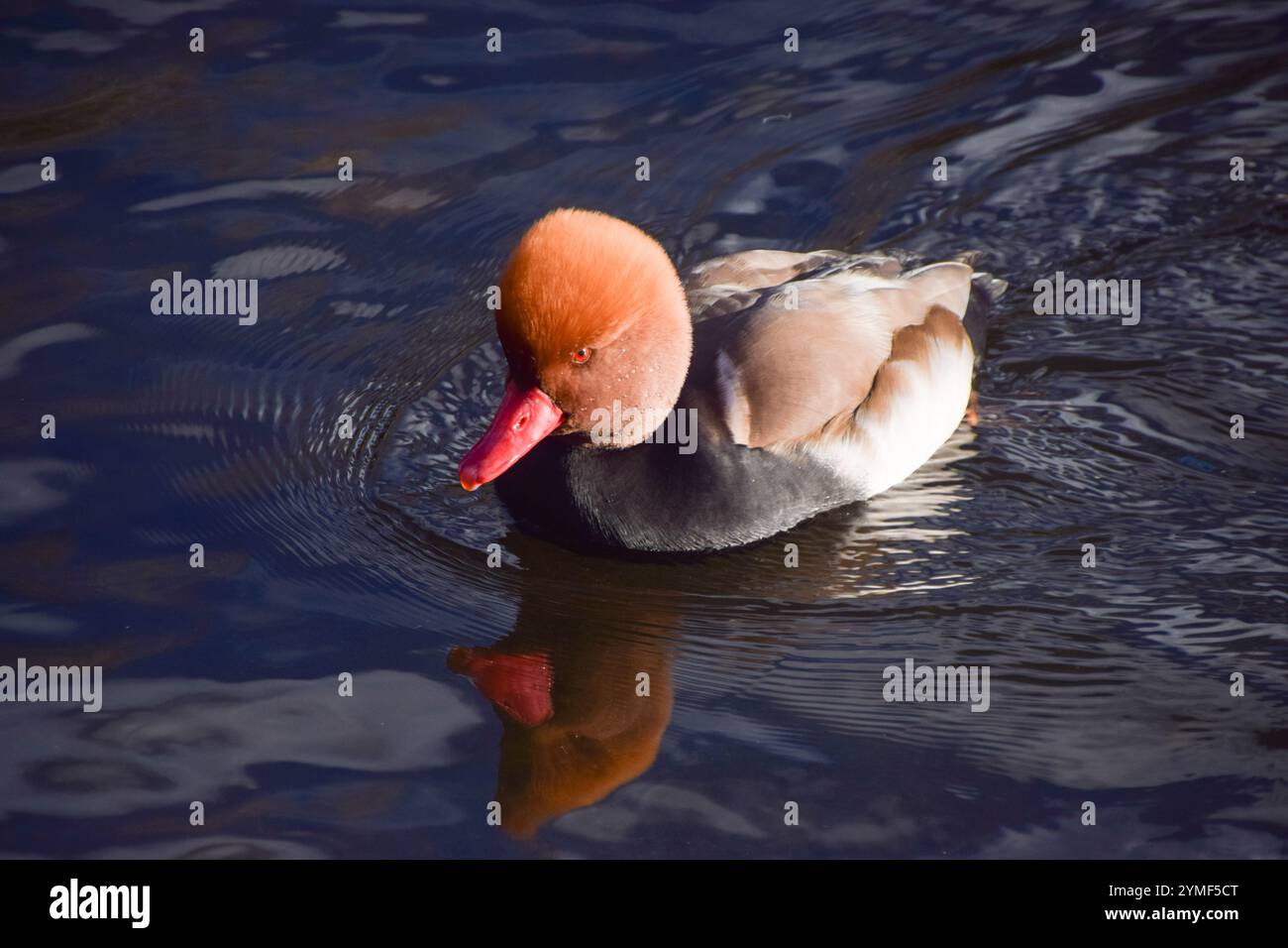 Goose face and crest hi-res stock photography and images - Alamy