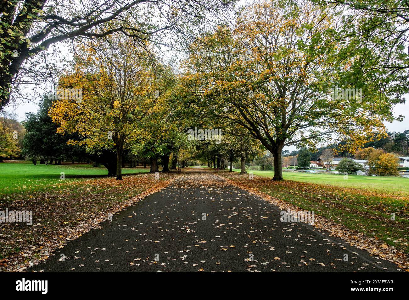Autumn trees ireland hi-res stock photography and images - Alamy