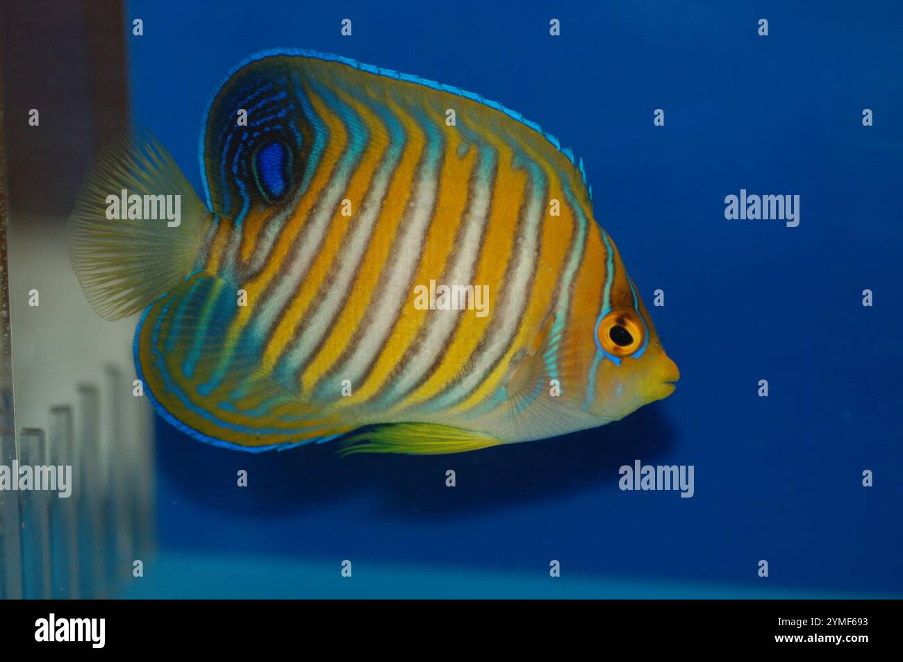 Regal Angelfish (Pygoplites diacanthus) Aquarium fish Stock Photo - Alamy