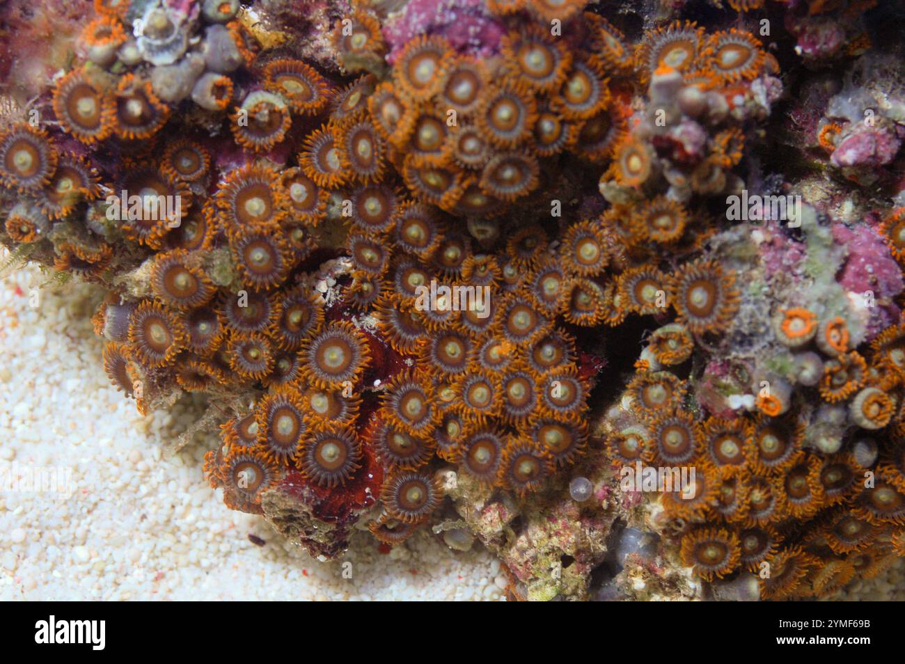 Super Orange Bullseye Zoanthid, Zoanthus spp Stock Photo - Alamy