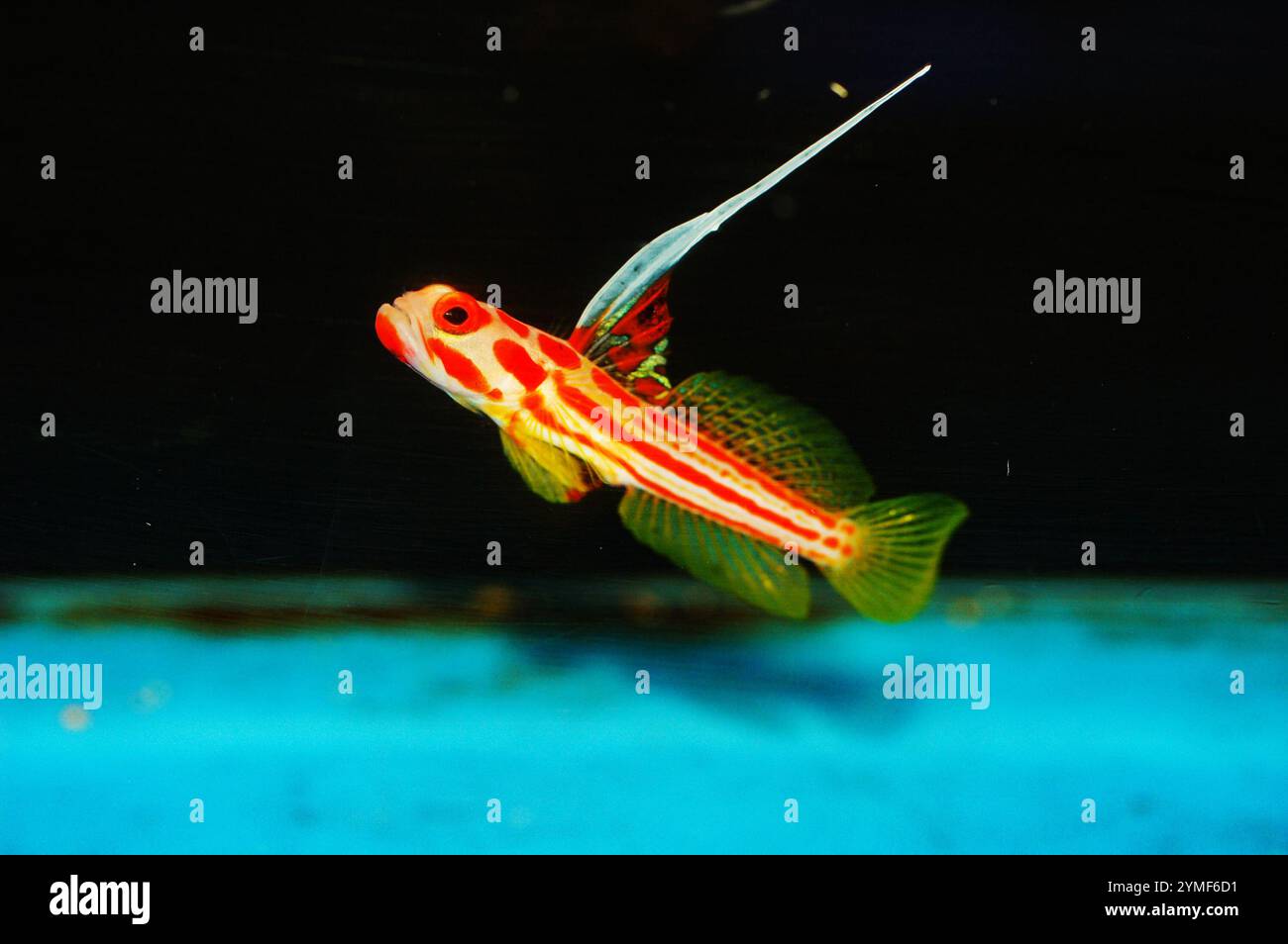 Yasha Hase Shrimp Goby - Stonogobiops yashia Stock Photo - Alamy
