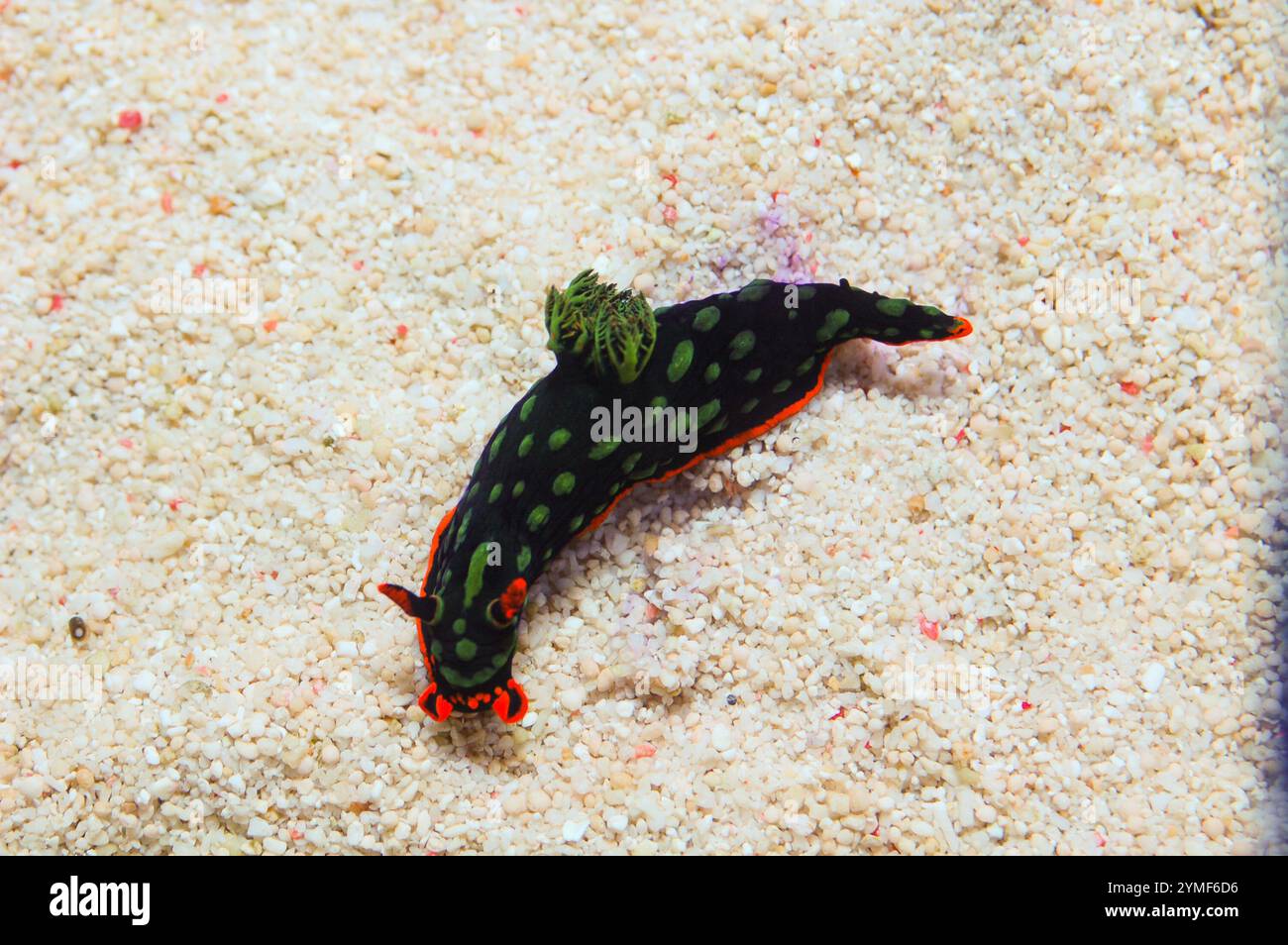 Cristate Neon Slug, Nembrotha cristata Stock Photo - Alamy