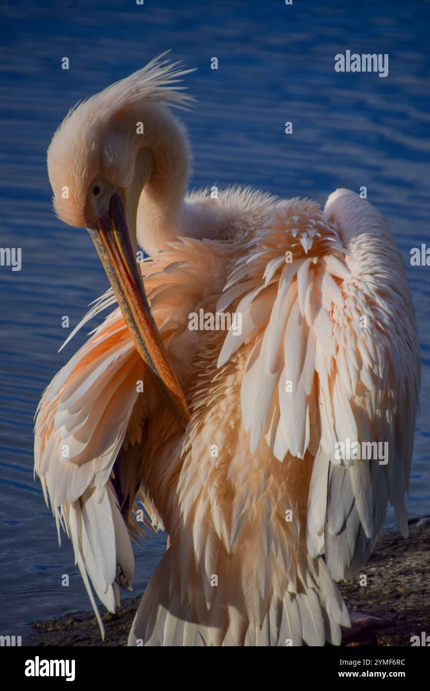 London, England, UK. 21st Nov, 2024. A pelican preens in St James's ...