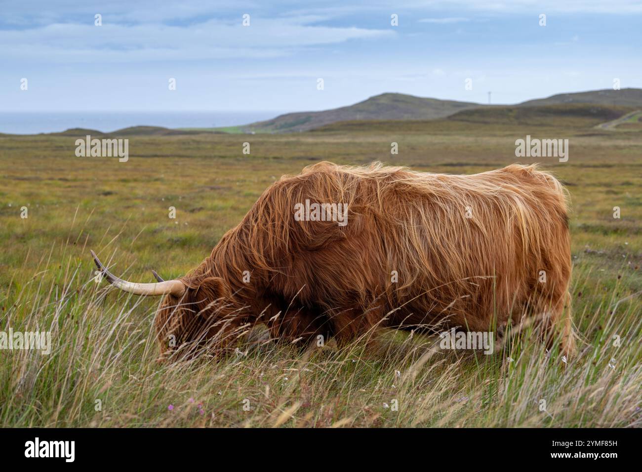 Highland cows habitat hi-res stock photography and images - Alamy