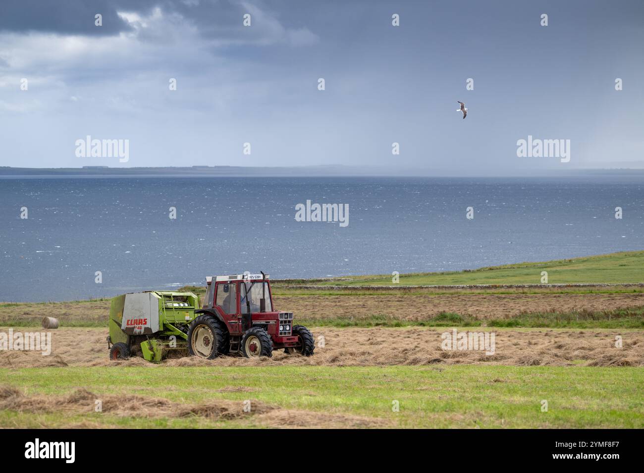 Farmer baling round bales of hay with a vintage International tractor and Claas baler ...