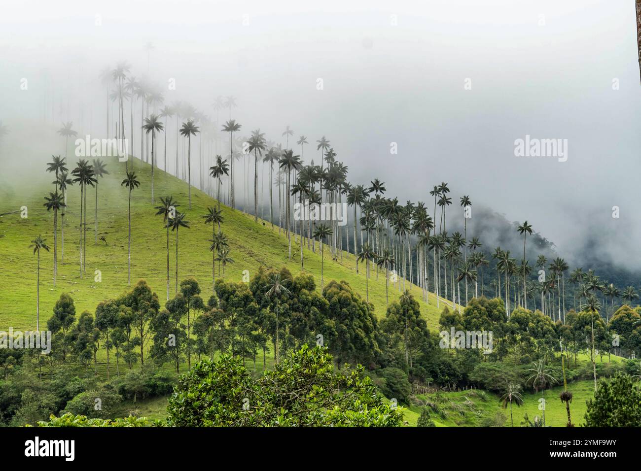 view of a magical forest in Colombia called cocora valley with many wax ...