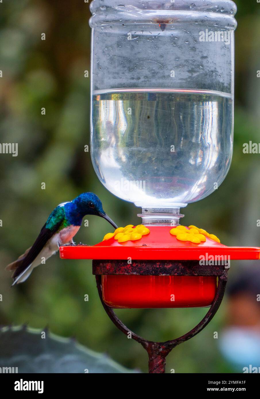 blue with green hummingbird drinking water from a feeder in the wild ...