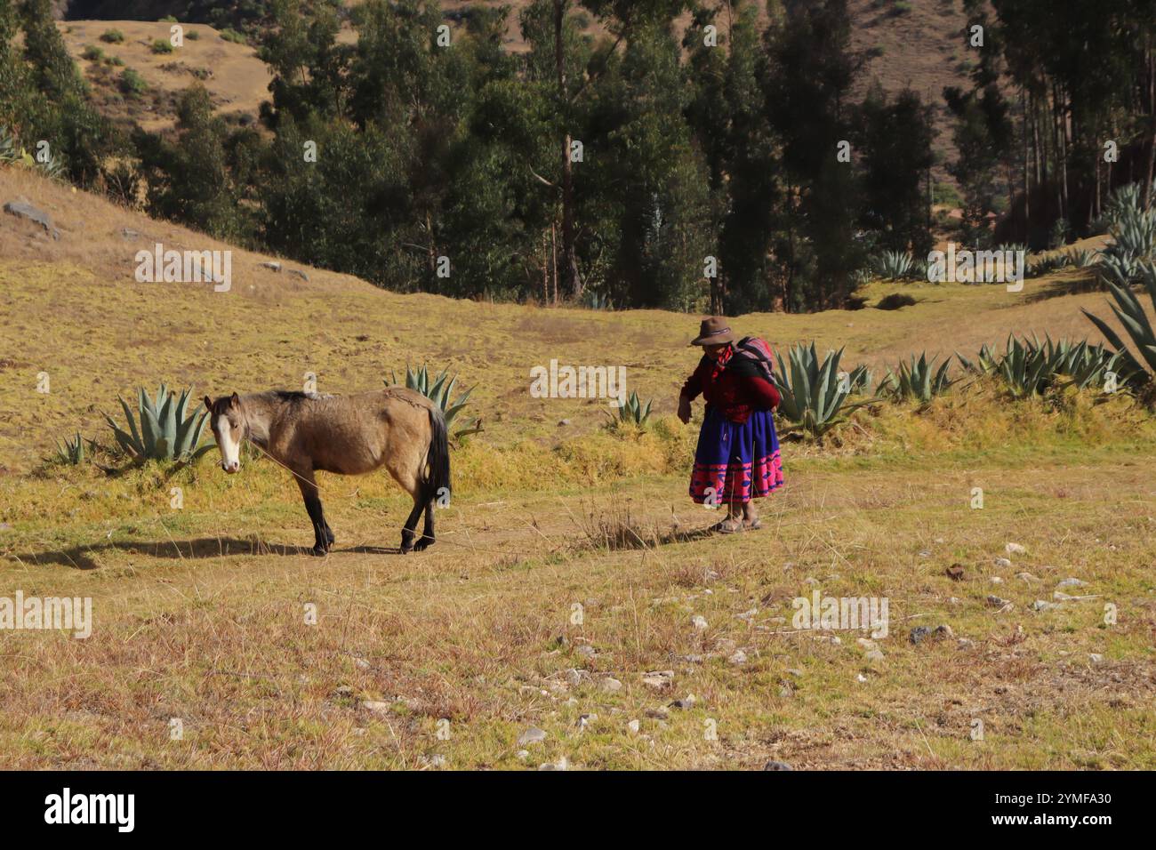 old indigenous latin woman (south america) in an arid field full of ...
