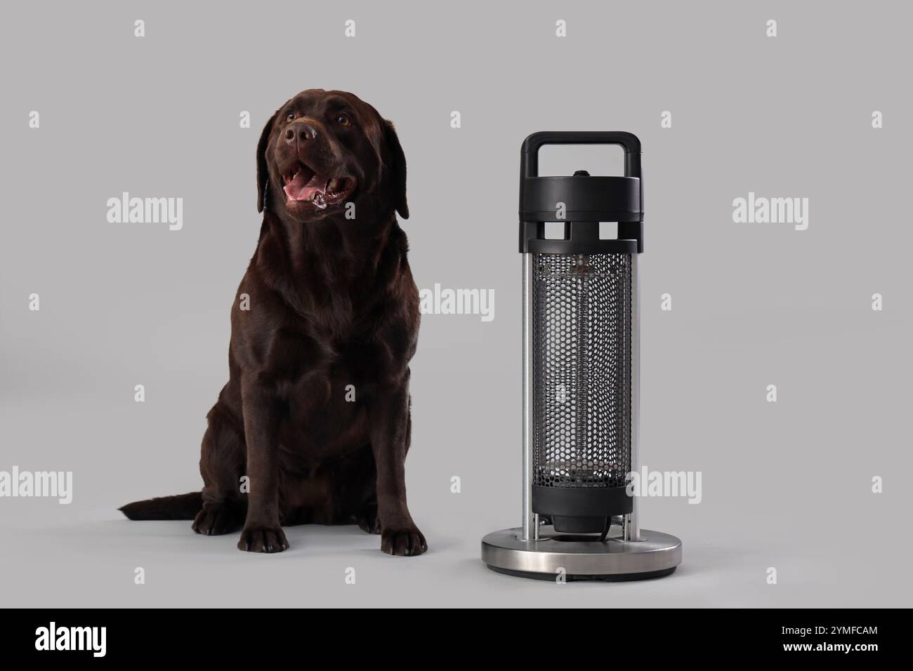 Cute labrador dog electric hi-res stock photography and images - Alamy