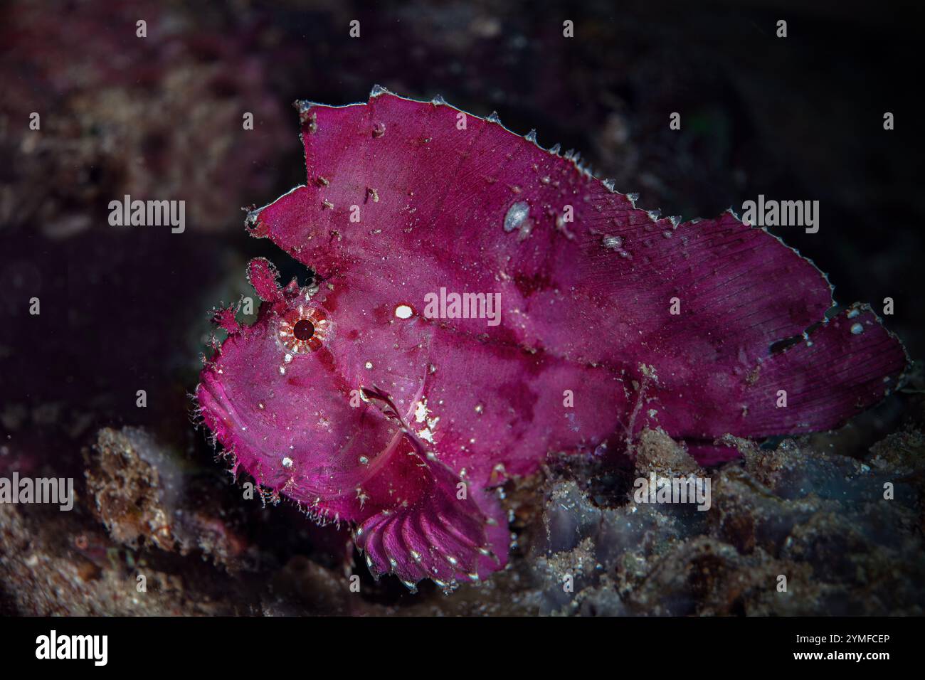 Red Sail Leaf Fish or Leaf Scorpionfish (Taenianotus triacanthus ...