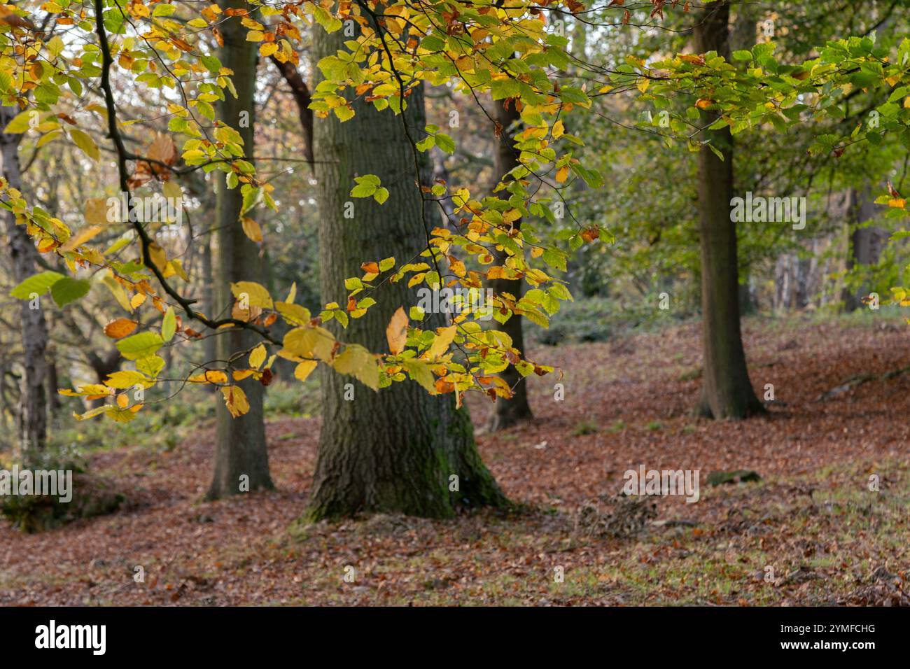 Autumn deciduous trees in woodland on Shipley Glen in Yorkshire. This ...