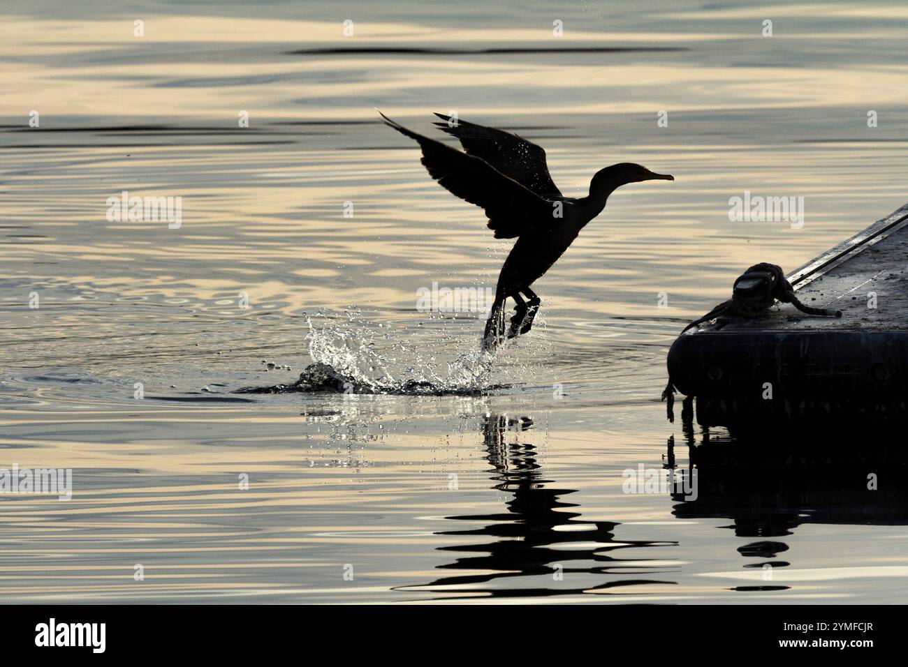 A Double-crested cormorant flies out of the water onto a floating dock ...