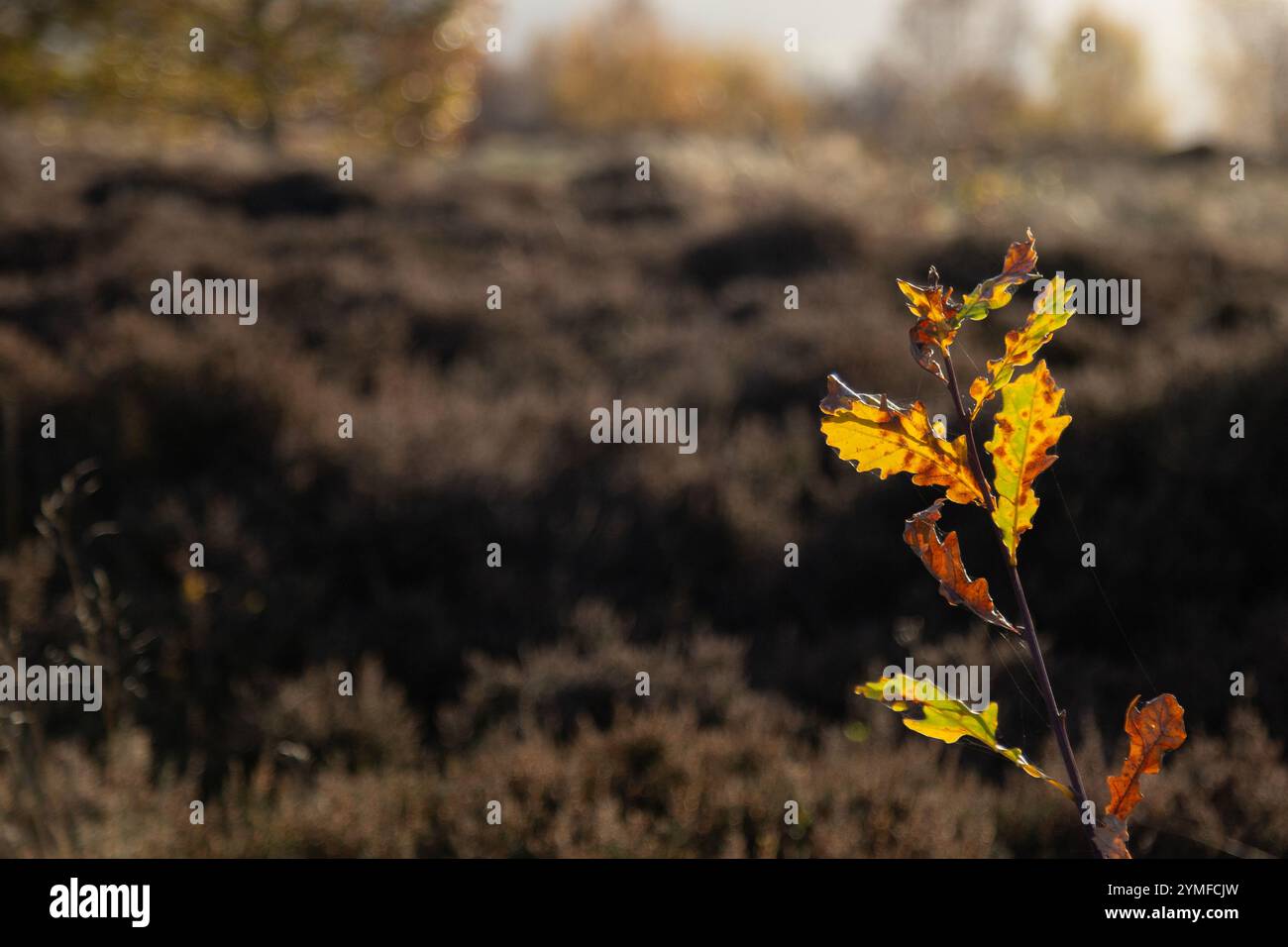 A single small oak tree branch (Quercus robur) showing autumn leaf ...