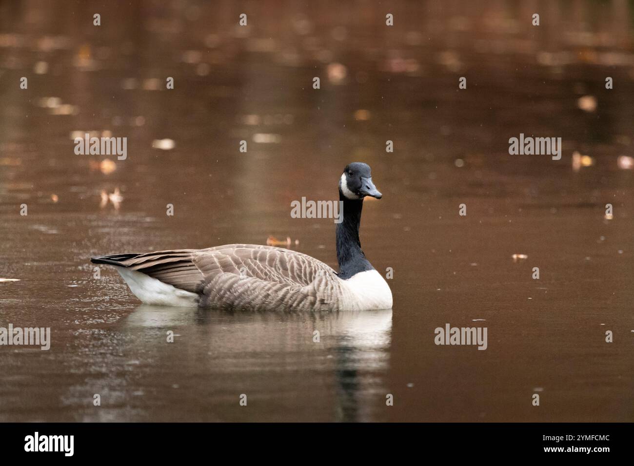A Canada Goose swims on a peaceful pond during autumn. The warm colors ...