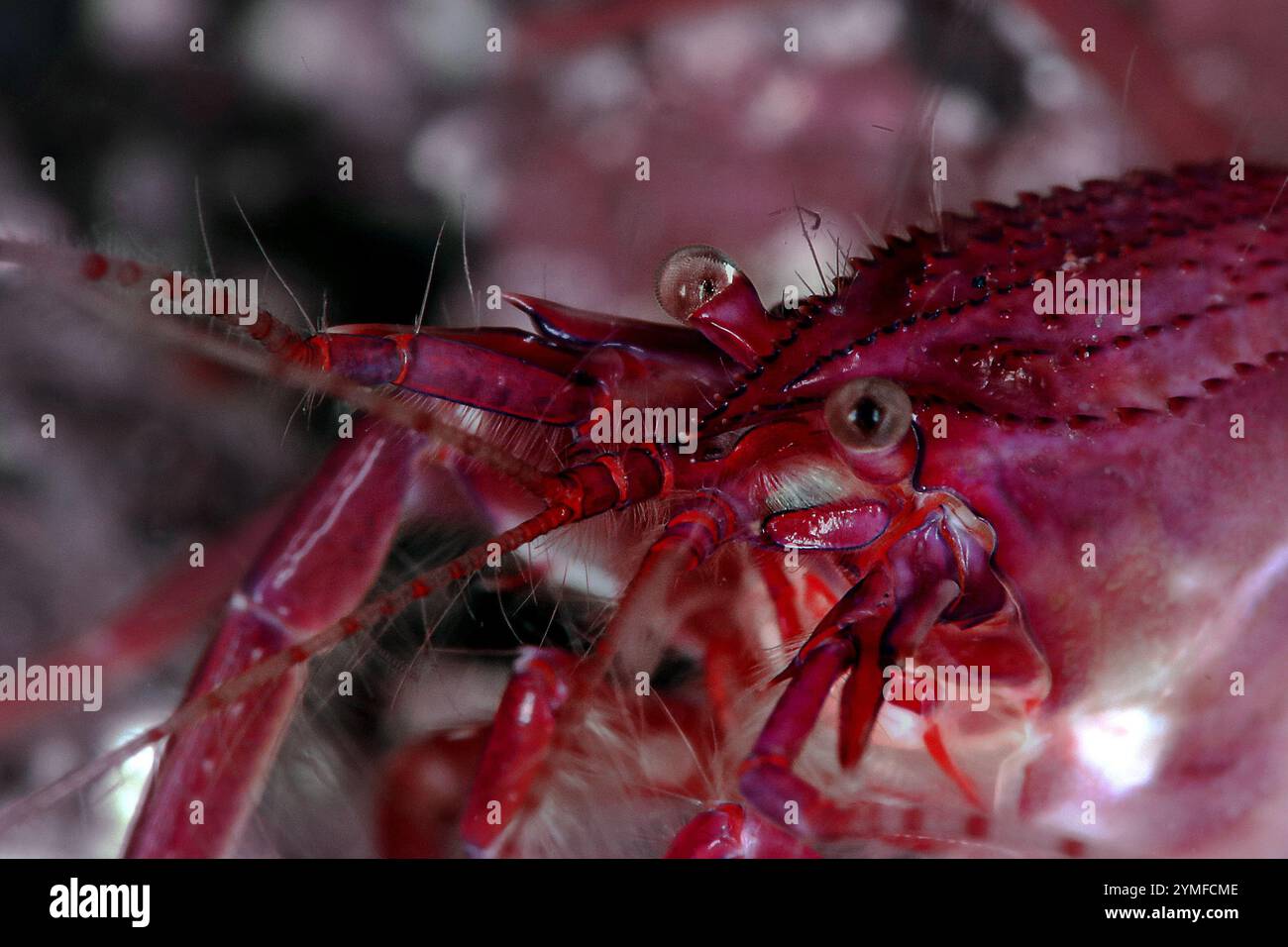 Portret of pink shrimp. Photo was taken in North Sulawesi, island ...