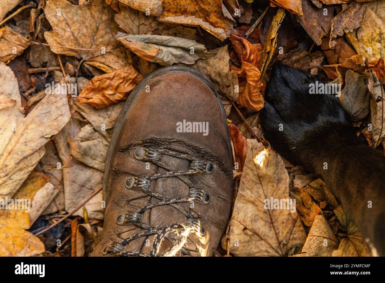 Dog paw and human walking boot hi-res stock photography and images - Alamy