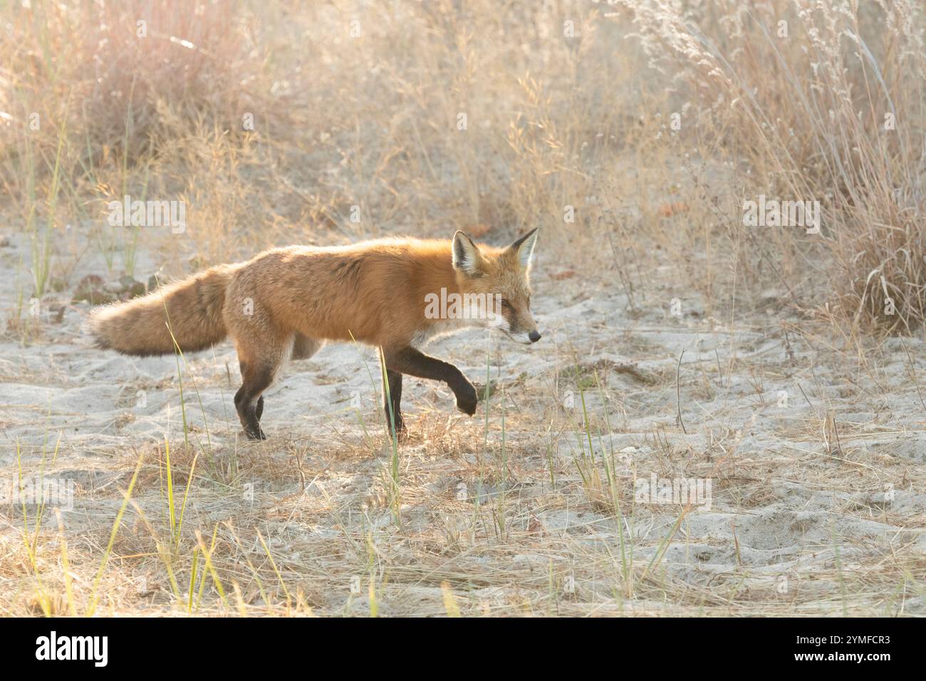 A Red Fox walks through the dry grass during the autumn season in New ...