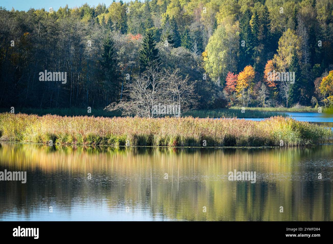 A peaceful lake scene with autumn trees and golden reeds reflecting in ...