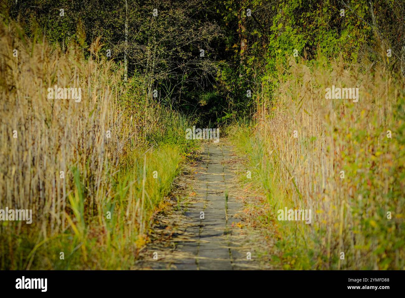 A narrow, overgrown pathway surrounded by tall reeds and lush greenery, leading into a shaded ...