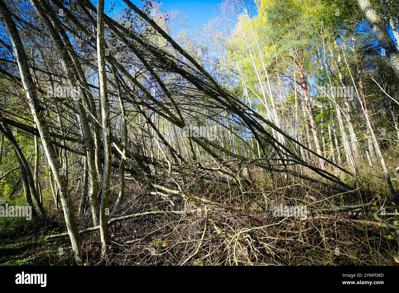 A tangle of fallen trees and branches in a dense forest clearing, with ...