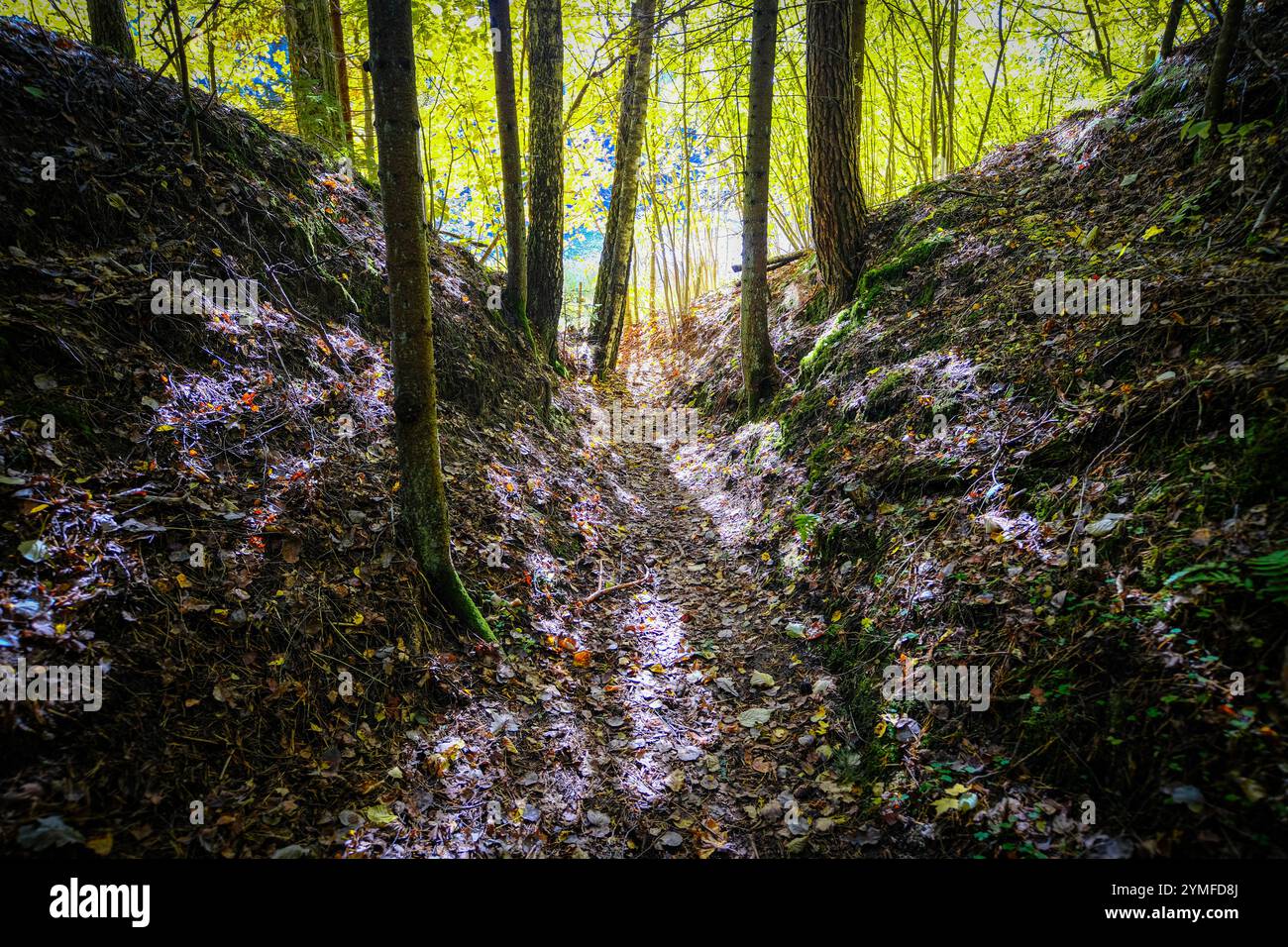 A narrow forest path surrounded by steep, leafy ravine walls ...