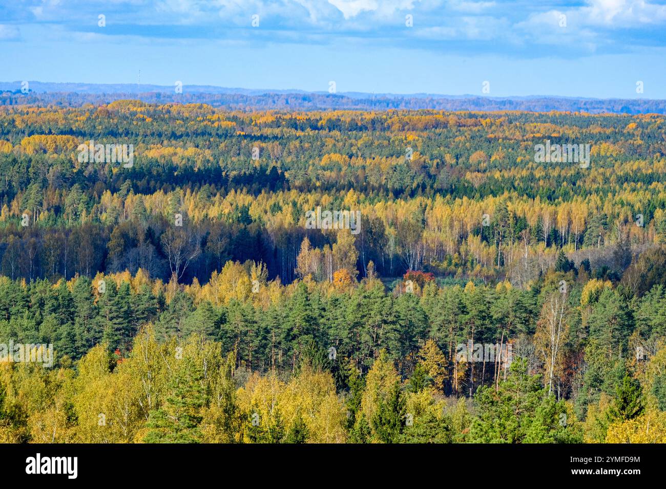 Expansive forest hi-res stock photography and images - Alamy