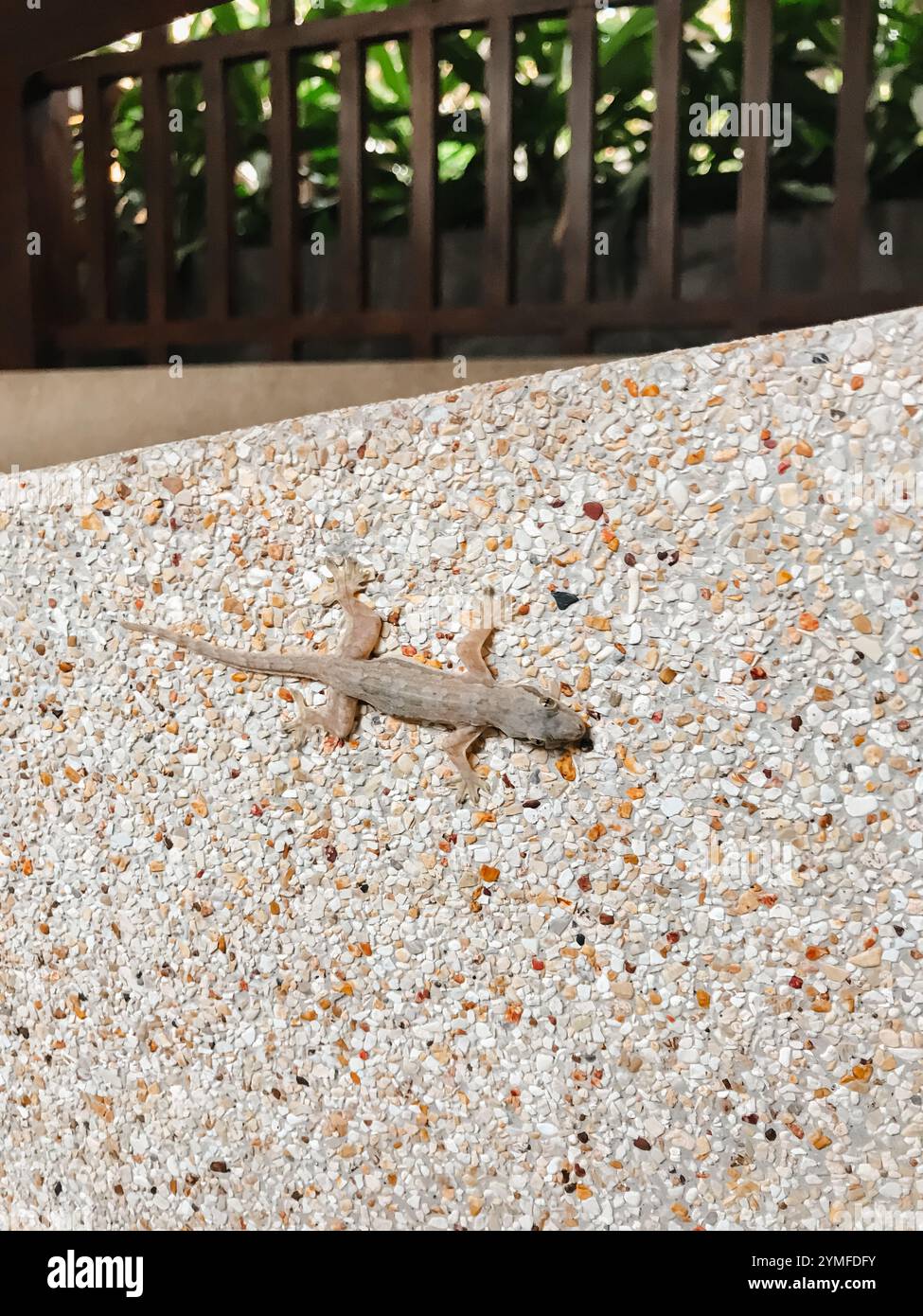 A lizard is on a wall made of rocks. The lizard is brown and has a long ...