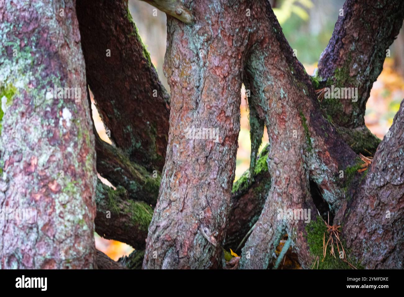 Detailed view of intertwined tree trunks covered in moss, showcasing ...
