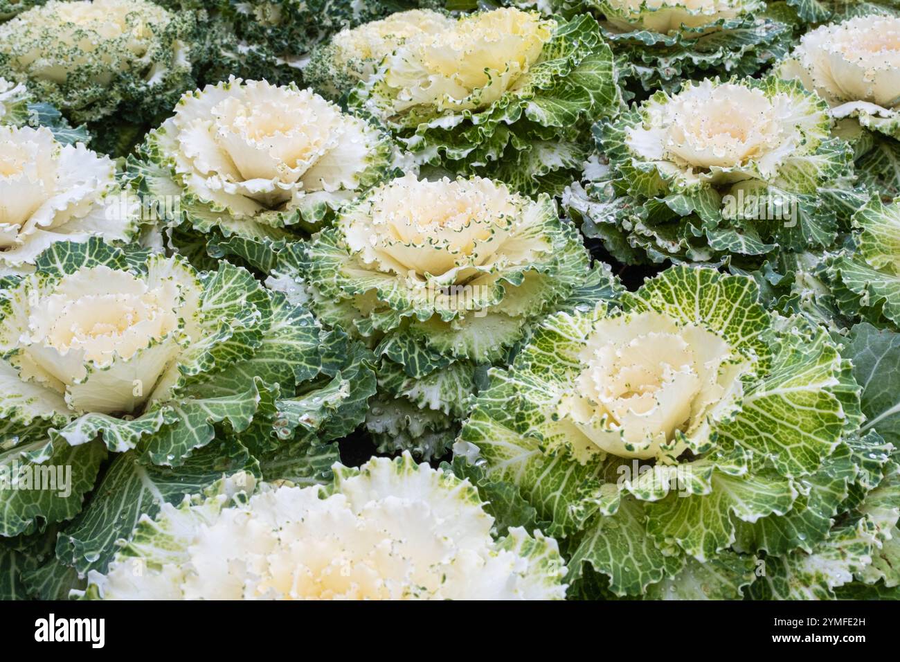 A lush display of ornamental kale with vibrant green leaves and creamy ...