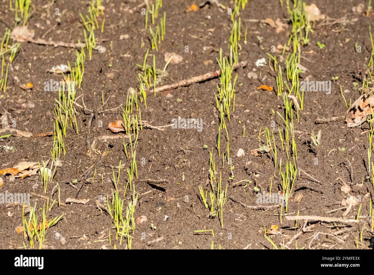 Close-up of young green grass sprouts growing in dark soil, showcasing ...