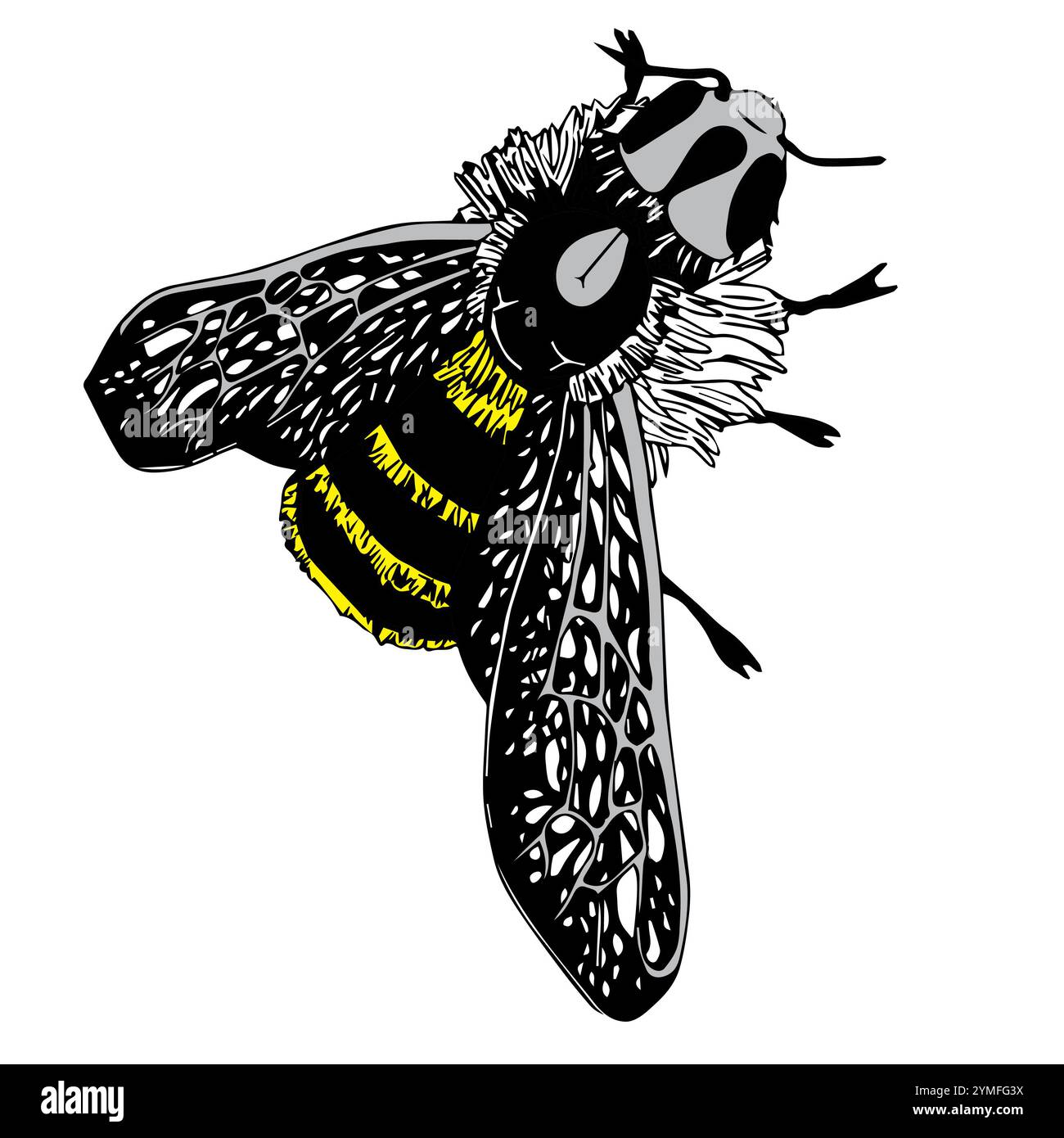 Hand drawn bee on Cut Out Stock Images & Pictures - Alamy