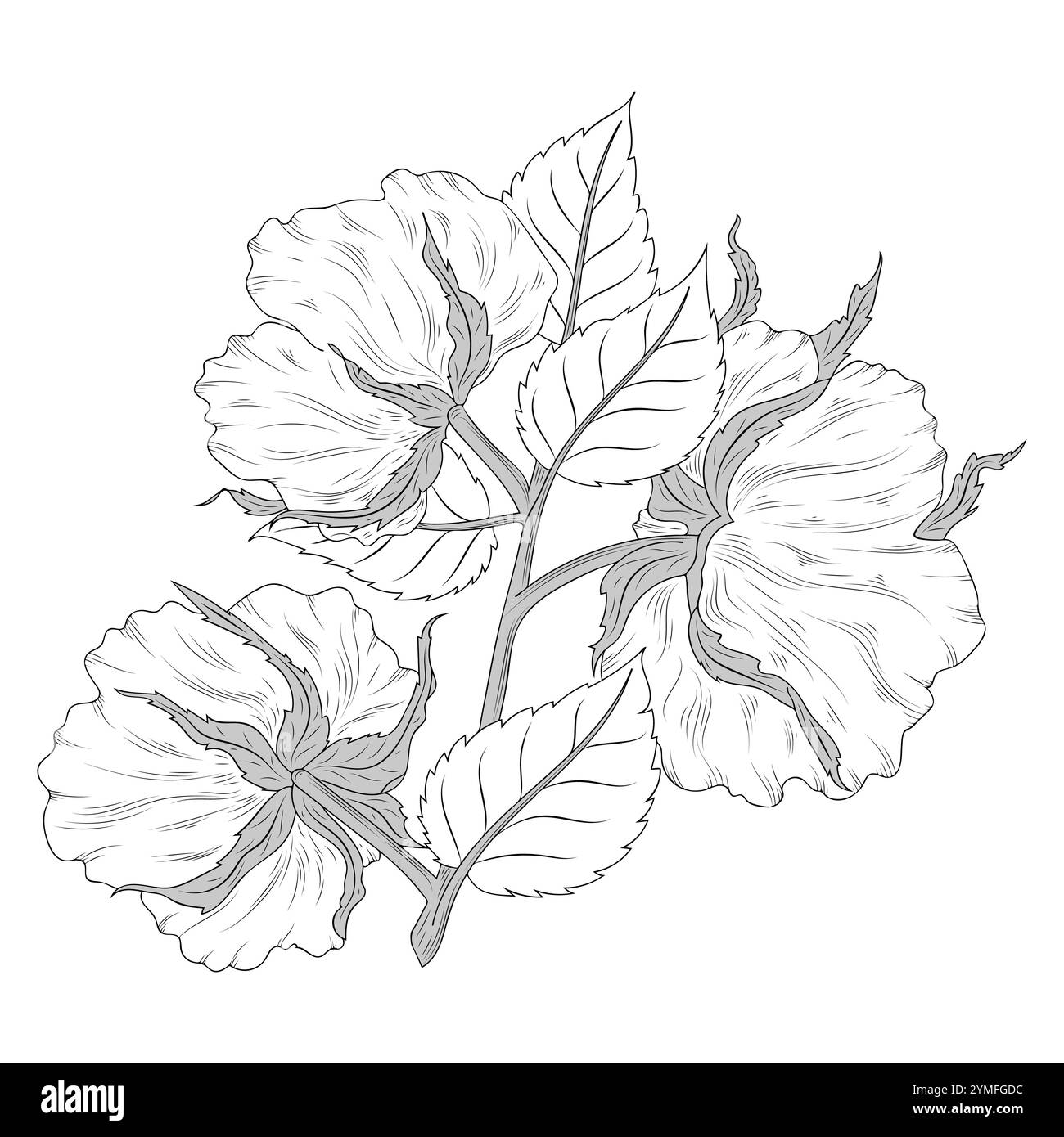 Hand-drawn cotton flower outline vector illustration, botanical sketch ...