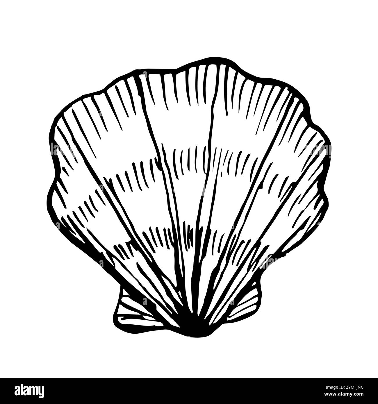 Line Art Illustration of Shell. Vector Seashells in Black and White ...
