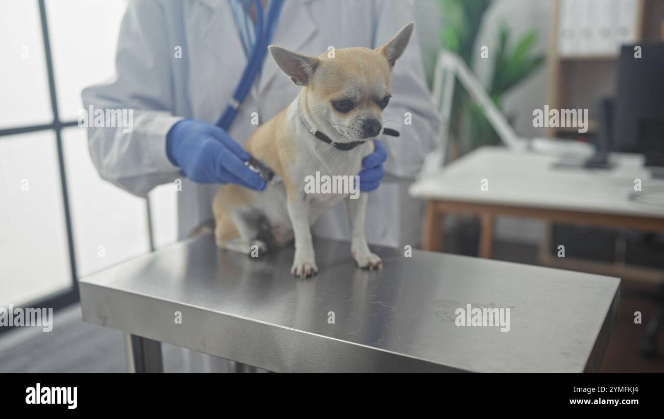 A woman veterinarian examines a chihuahua in a clinic's examination ...