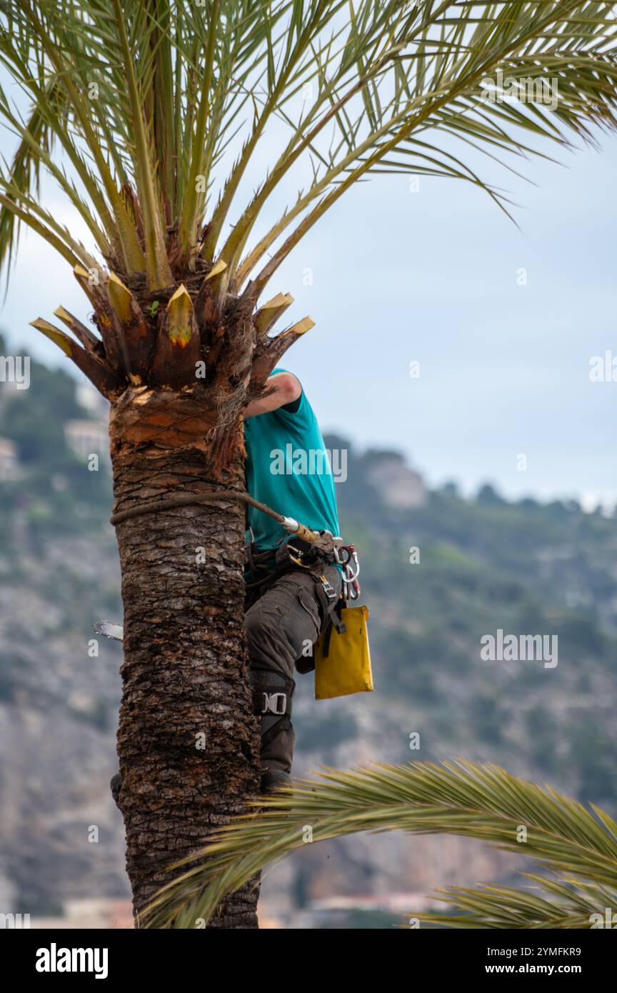 Seasonal maintenance work on trunk and leaves of palm trees on the ...