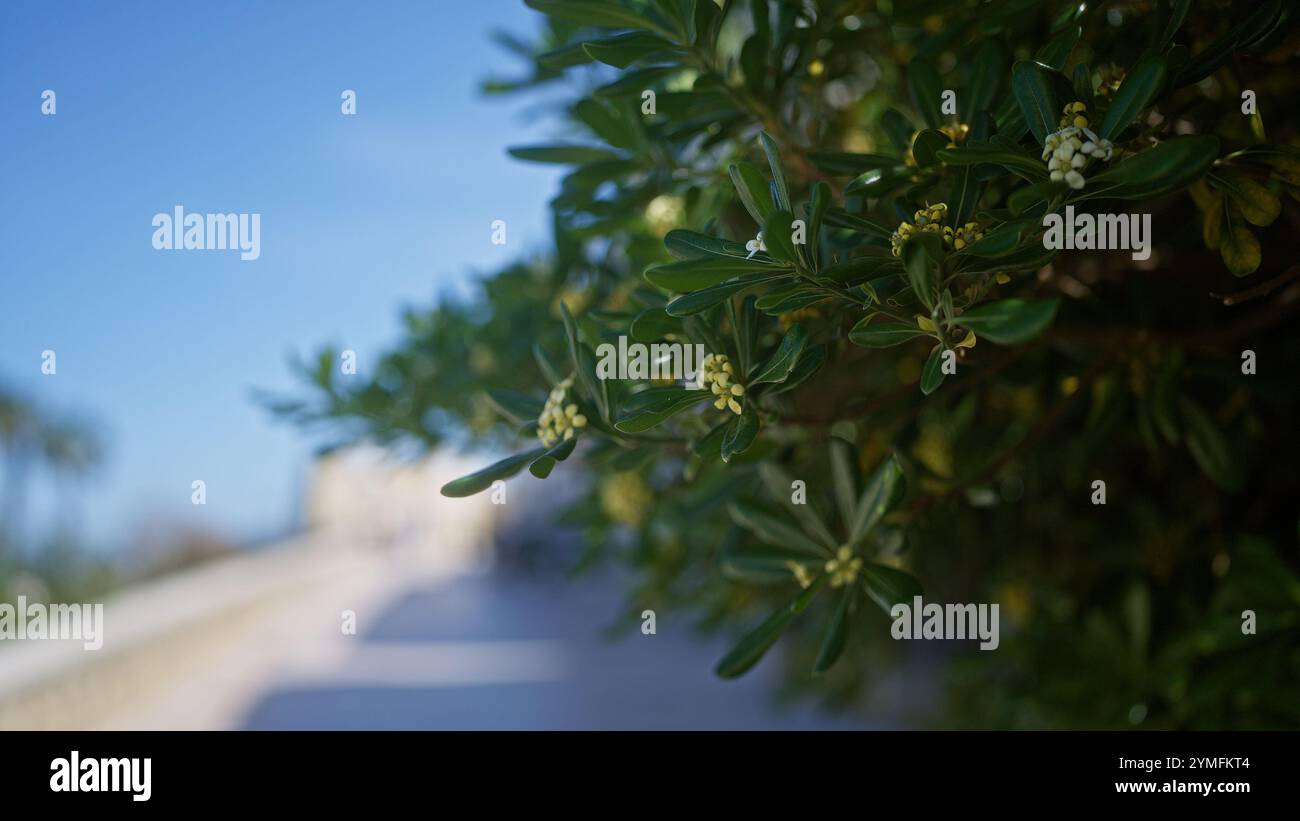 A close-up of a flowering phillyrea angustifolia, found in an outdoor ...