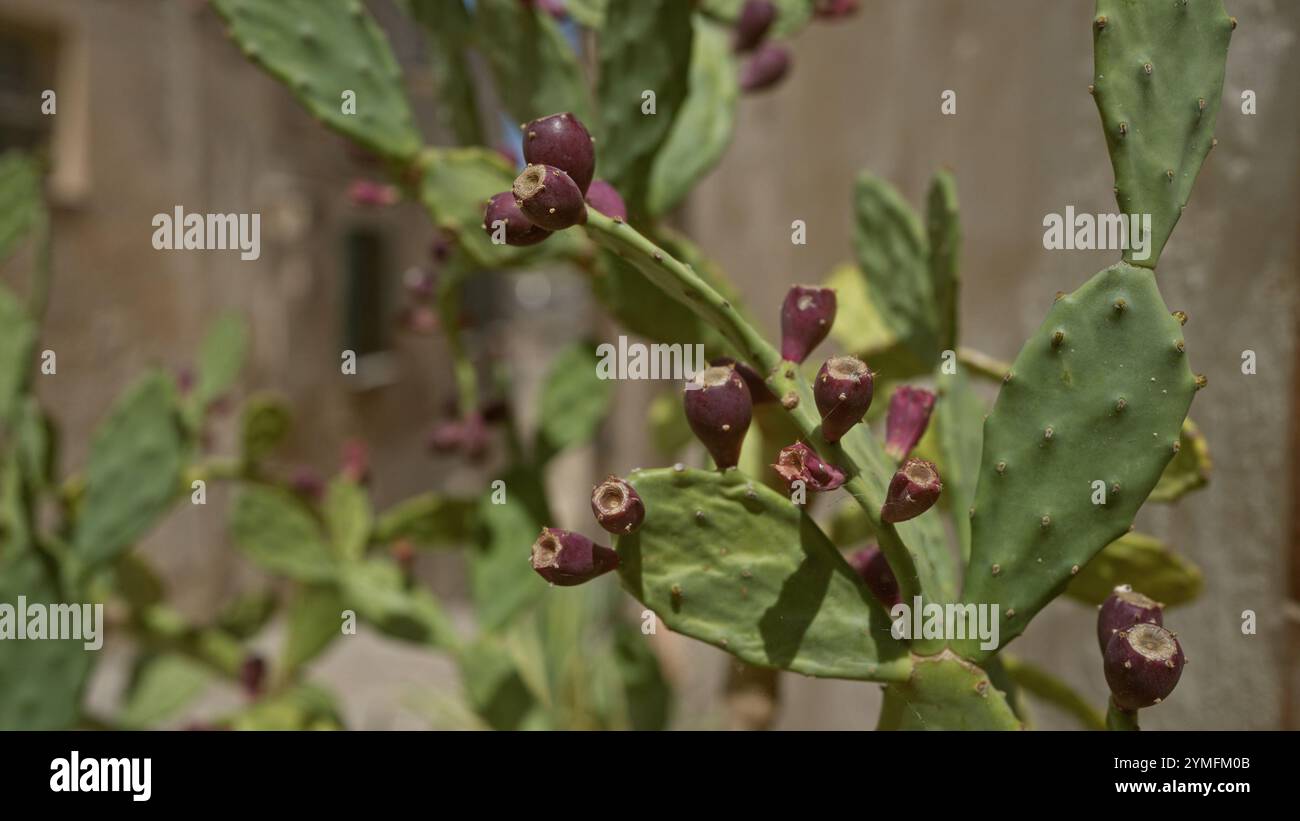 Opuntia ficus-indica, commonly known as prickly pear, is seen growing ...