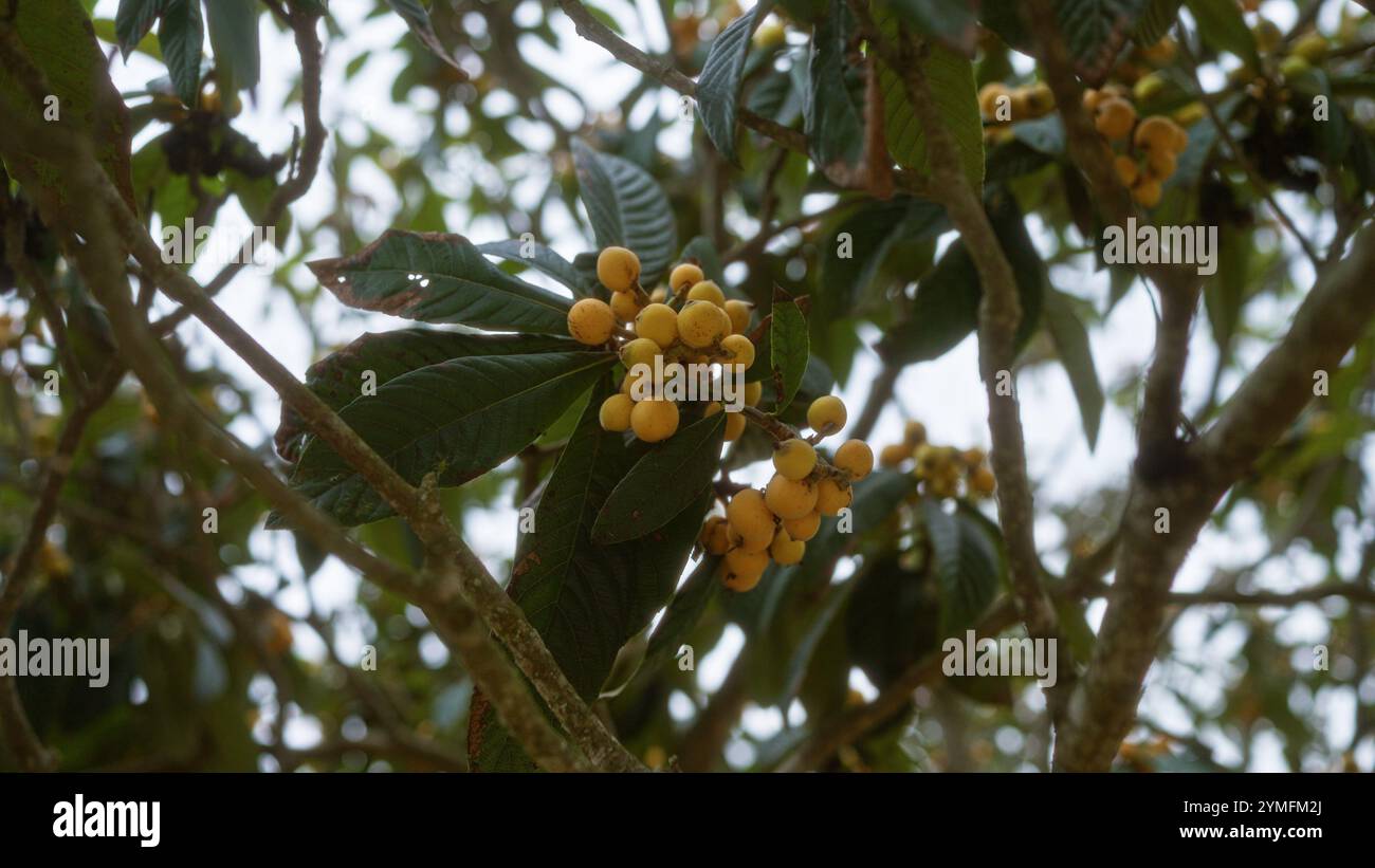 Outdoor view of eriobotrya japonica or japanese medlar tree with yellow ...