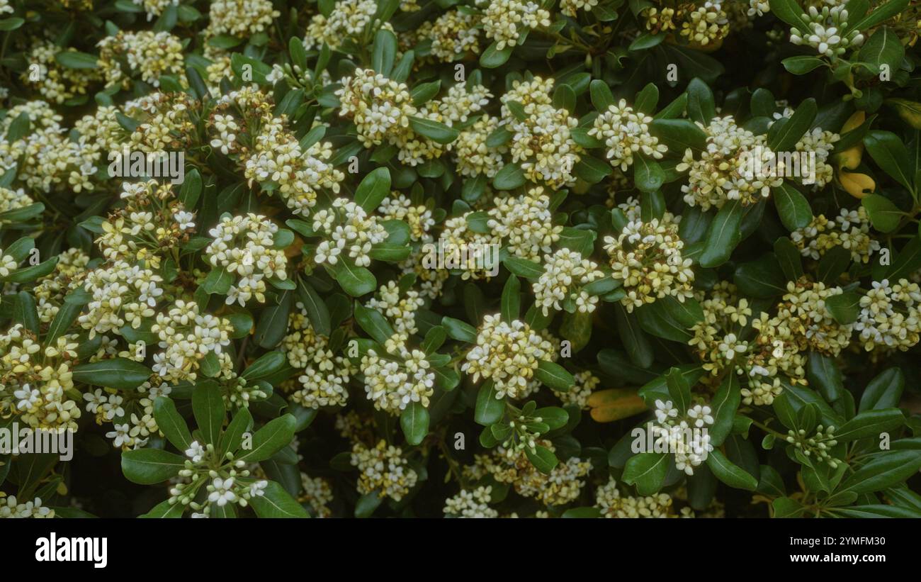 Lush clusters of pittosporum tobira flowers and leaves in puglia, italy ...