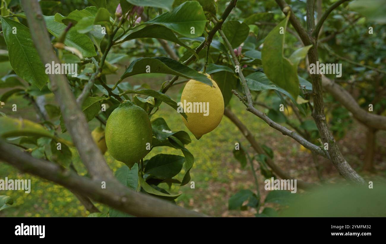 Lemon tree branch with ripe and unripe fruits in a rural field in ...