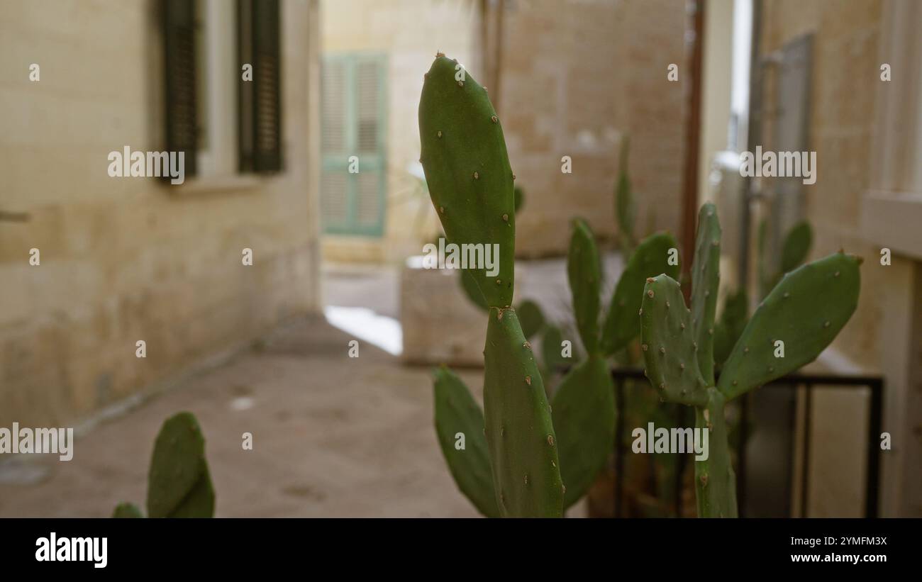Prickly pear cactus grows in a rustic alleyway of lecce, puglia, italy ...