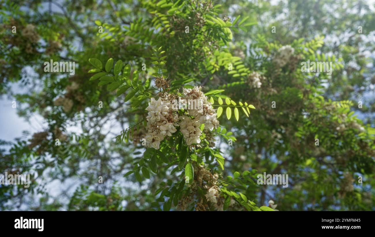 Close-up of a locust tree, robinia pseudoacacia, showing clusters of ...