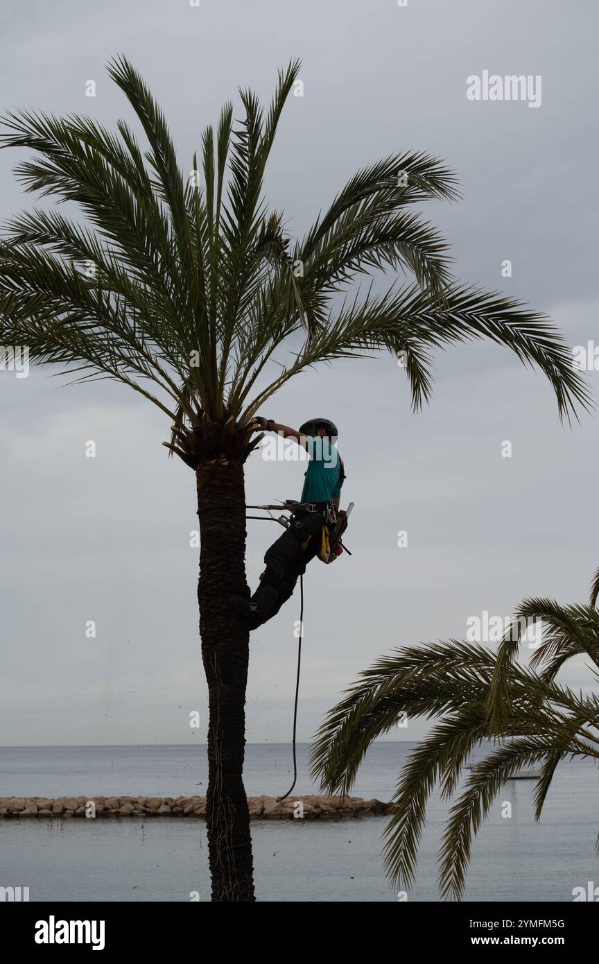Seasonal maintenance work on trunk and leaves of palm trees on the ...